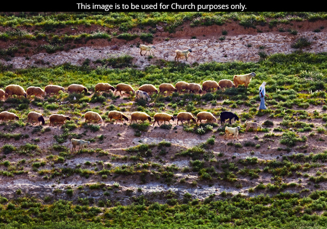 Shepherd Leading Sheep